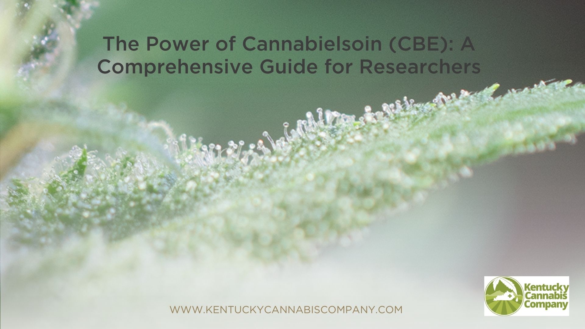 The Power of Cannabielsoin (CBE): A Comprehensive Guide for Researchers